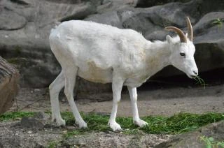 Dall Sheep/Gallery | Animals Wiki | Fandom