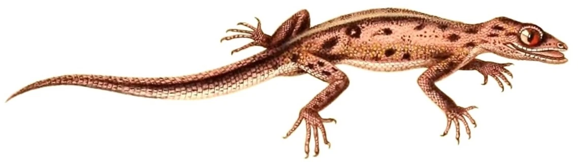 Reupload Lizard | Animals Wiki | Fandom