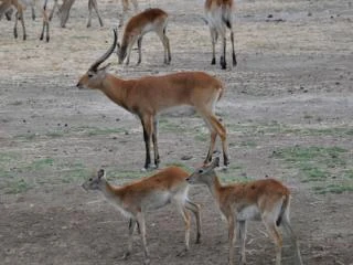 Lechwe/Gallery | Animals Wiki | Fandom