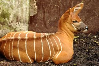 Bongo/Gallery | Animals Wiki | Fandom