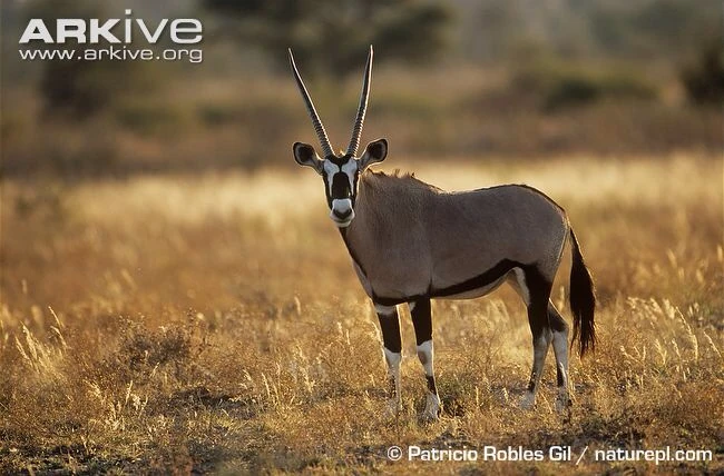 Gemsbok | Animals Wiki | Fandom