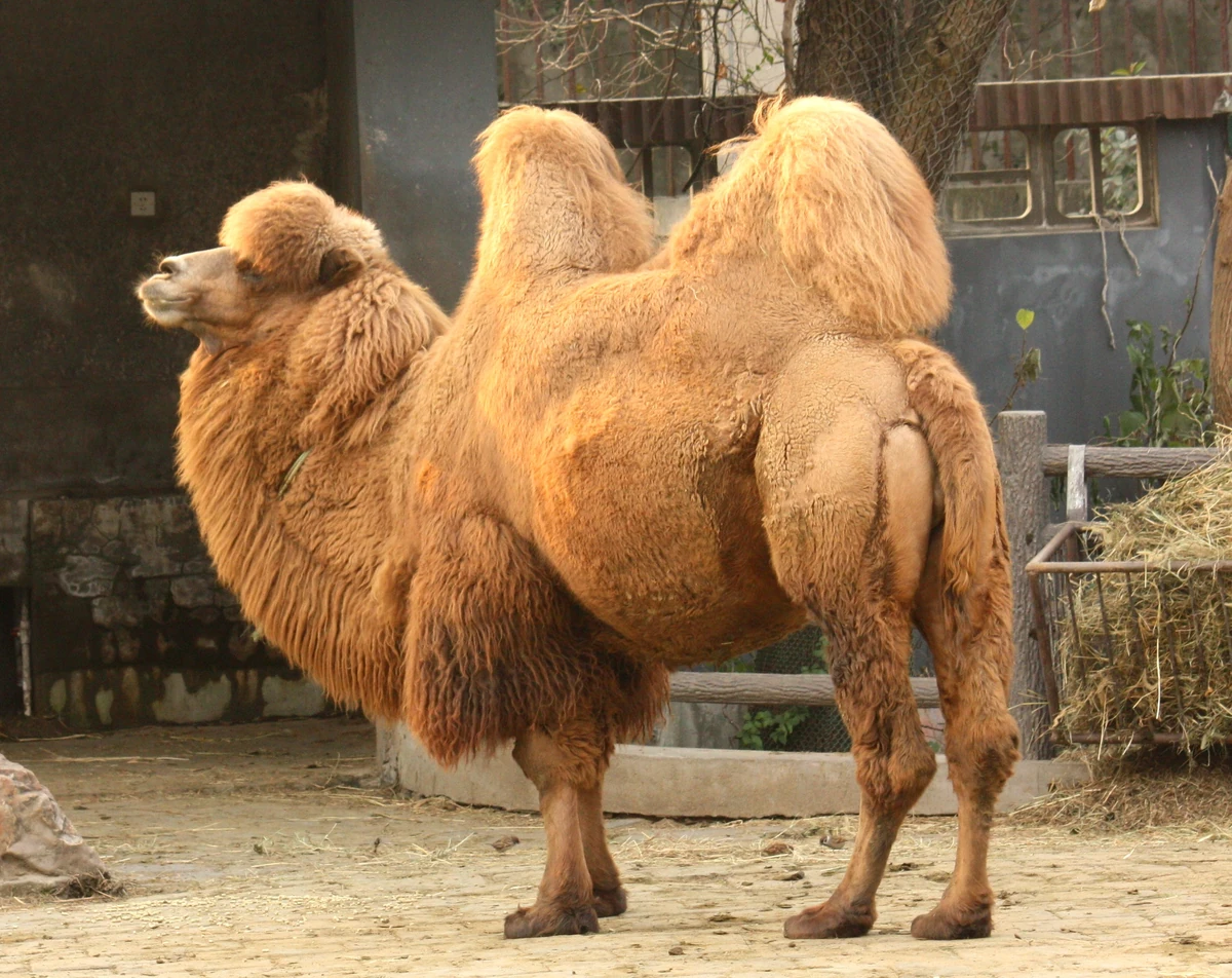 Bactrian Camel | Animals Wiki | Fandom