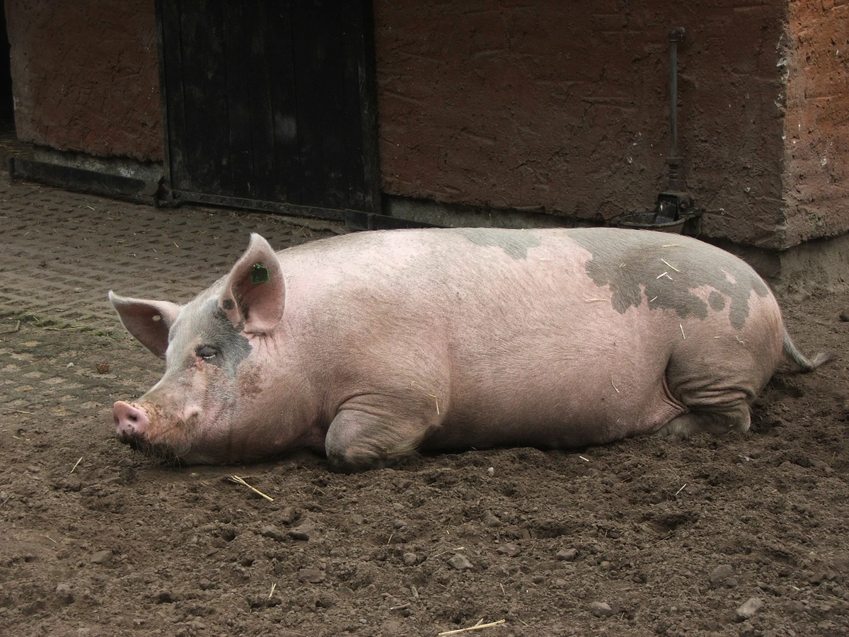 Domestic Pig | Animals Wiki | Fandom