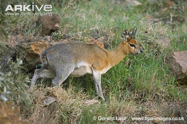 Klipspringer | Animals Wiki | Fandom