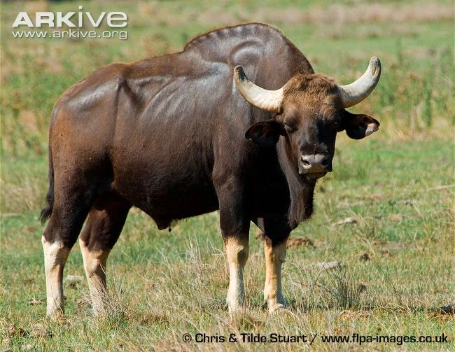 Gaur | Animals Wiki | Fandom
