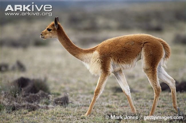 Vicuna | Animals Wiki | Fandom