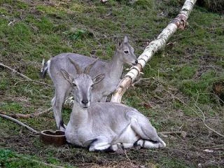 Bharal/Gallery | Animals Wiki | Fandom