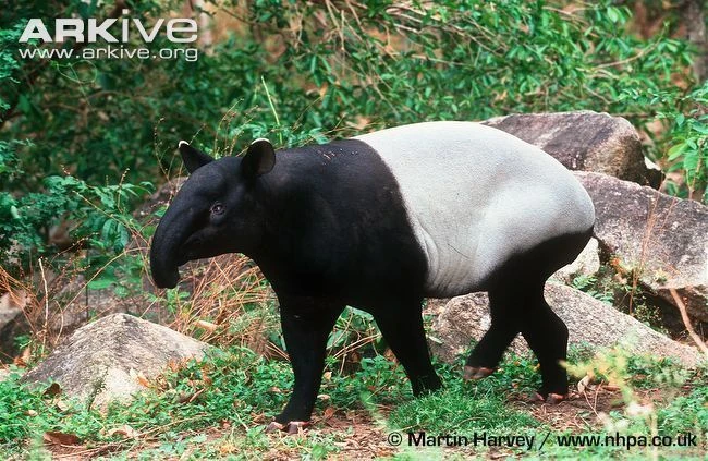 Malayan Tapir | Animals Wiki | Fandom