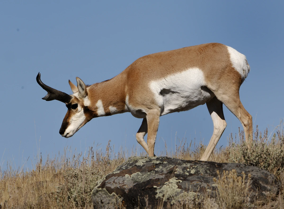 Pronghorn | Animals Wiki | Fandom