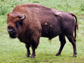 European Bison/Gallery | Animals Wiki | Fandom