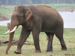 Indian Elephant | Animals Wiki | Fandom