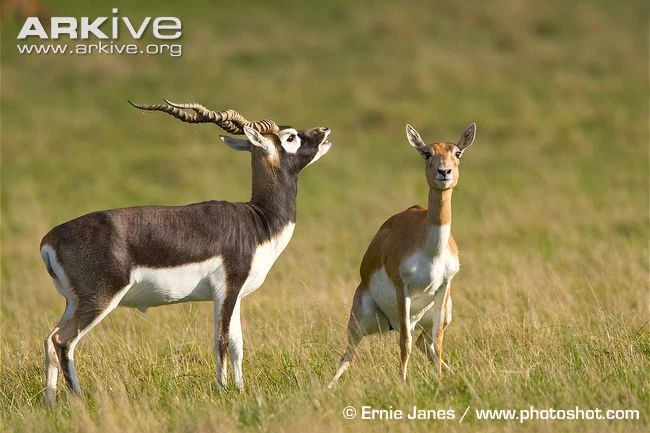 Blackbuck | Animals Wiki | Fandom