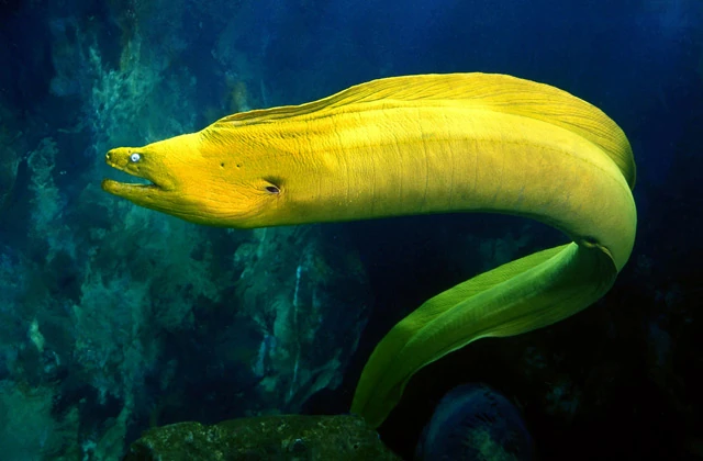 Green Moray Eel | Animals Wiki | Fandom
