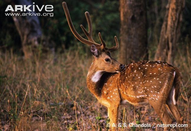 Chital | Animals Wiki | Fandom