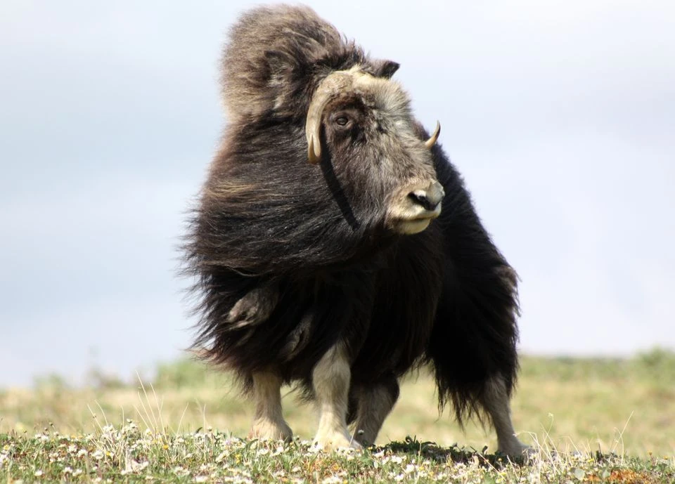 Muskox | Animals Wiki | Fandom