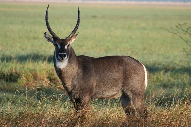 Waterbuck | Animals Wiki | Fandom
