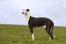 Perros con G | Animals Wiki | Fandom