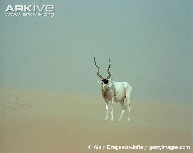 Addax | Animals Wiki | Fandom