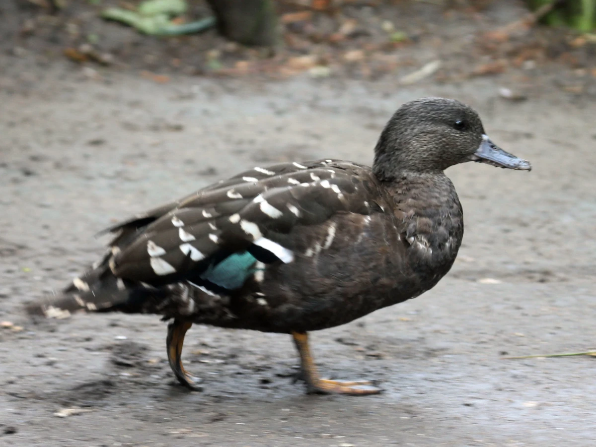 African Black Duck | Animals Wiki | Fandom