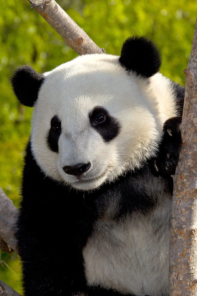 Giant Panda | Animals Wiki | Fandom