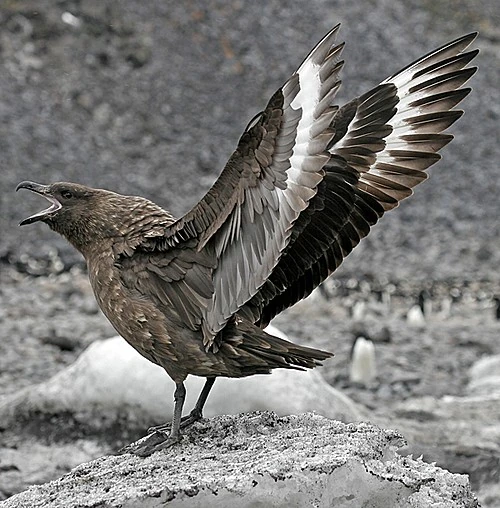Brown Skua | Animals Wiki | Fandom