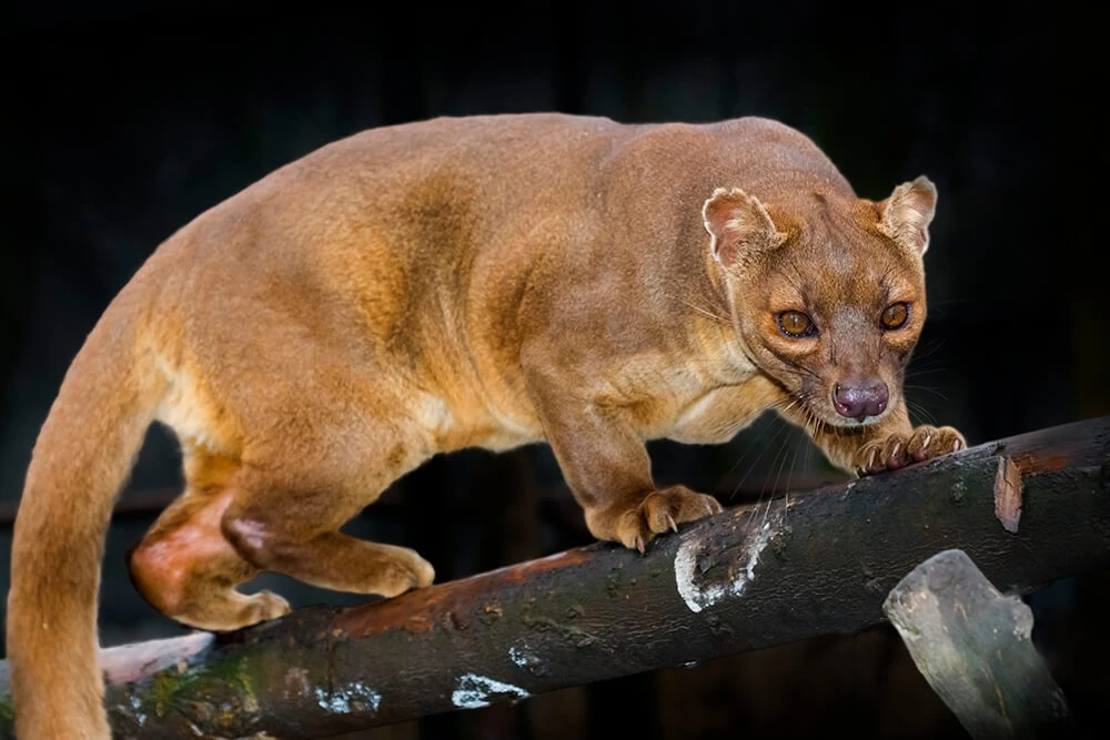 Fossa | Animals Wiki | Fandom