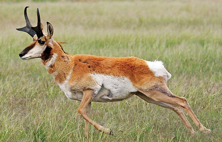 Pronghorn | Animals Wiki | Fandom
