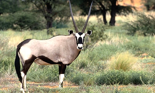 Gemsbok | Animals Wiki | Fandom