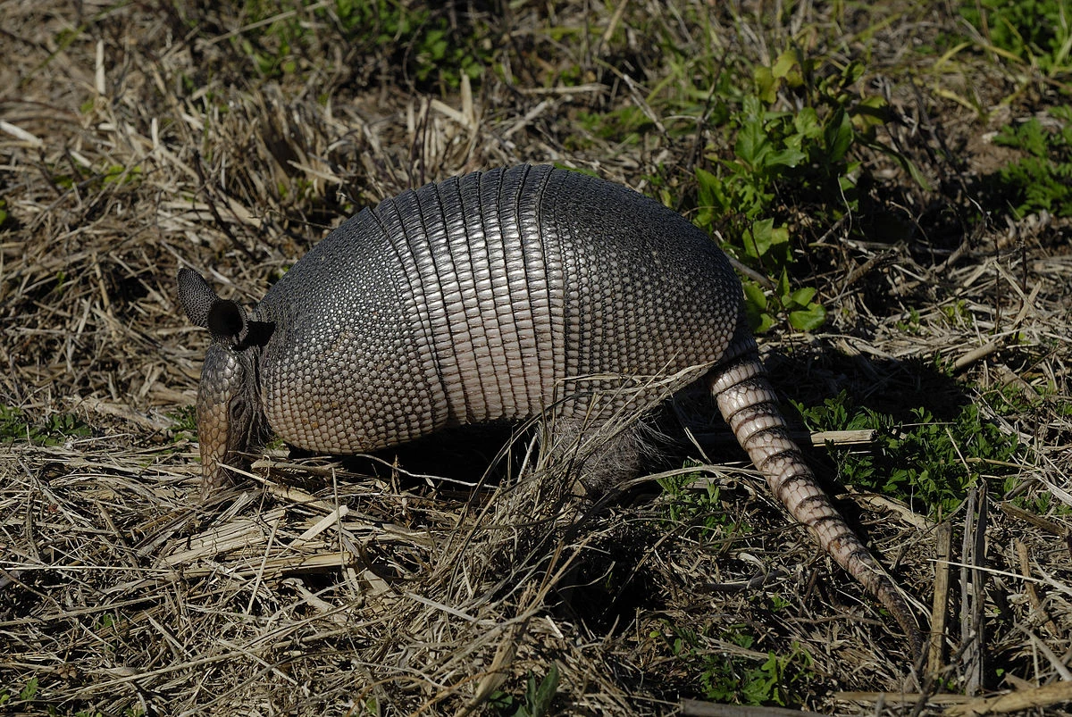 Nine-banded Armadillo | Animals Wiki | Fandom