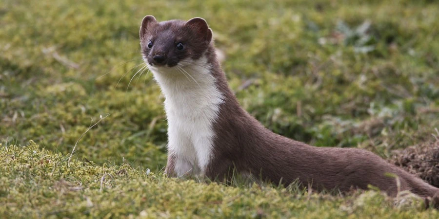 Stoat | Animals Wiki | Fandom