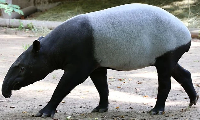 Malayan Tapir | Animals Wiki | Fandom