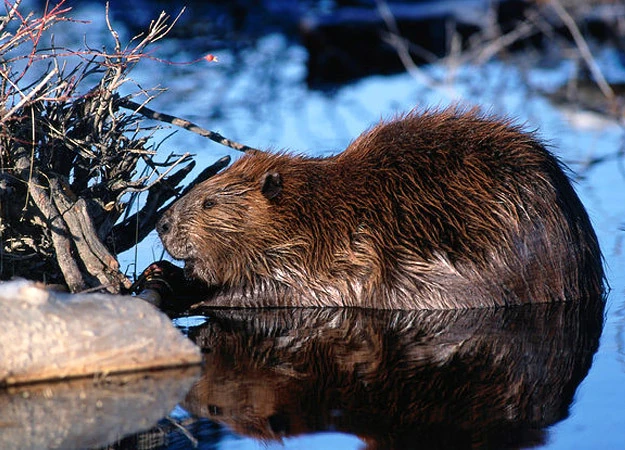 North American Beaver | Animals Wiki | Fandom