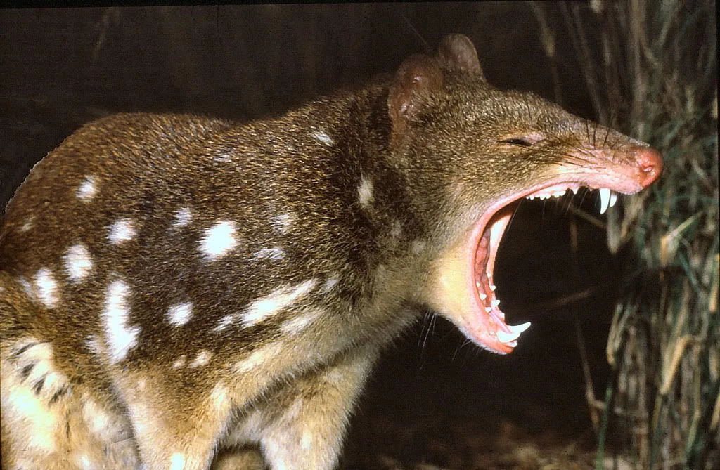 Tiger Quoll | Animals Wiki | Fandom
