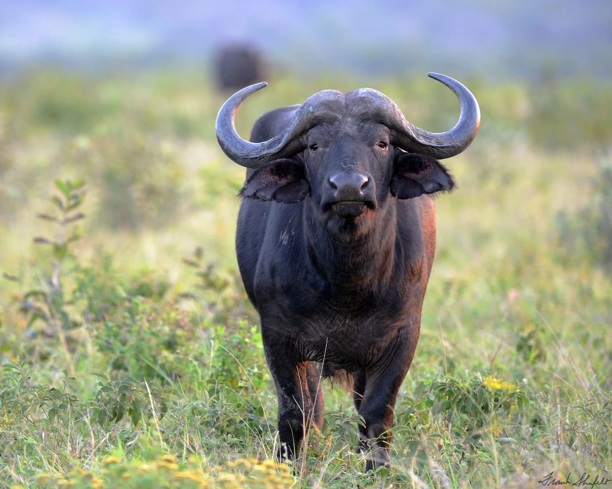 African Buffalo | Animals Wiki | Fandom