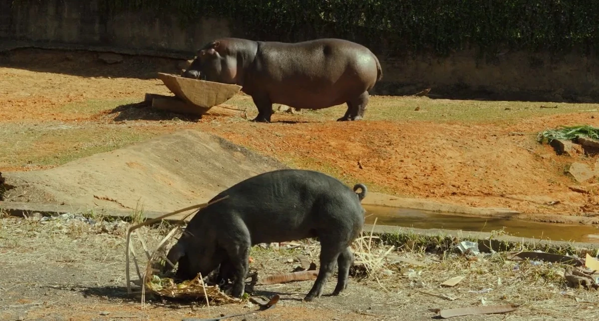 List of Species in Life of Pi | Animals Wiki | Fandom