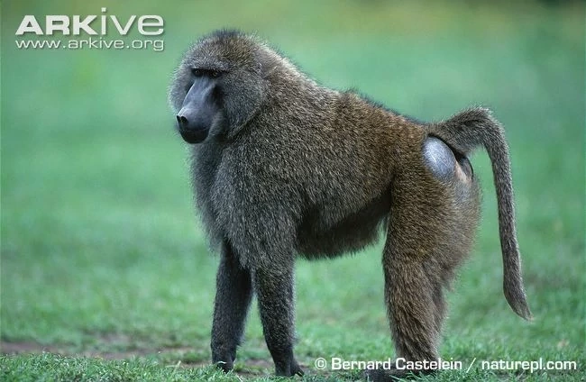 Olive Baboon | Animals-cool Wiki | Fandom