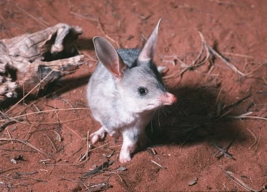 Greater Bilby | Animals-cool Wiki | Fandom