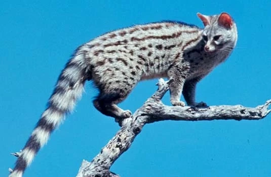 Common Genet | Animals-cool Wiki | Fandom