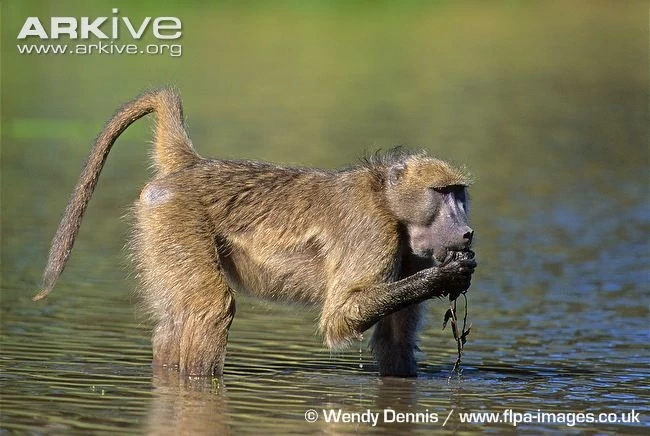 Chacma Baboon | Animals-cool Wiki | Fandom