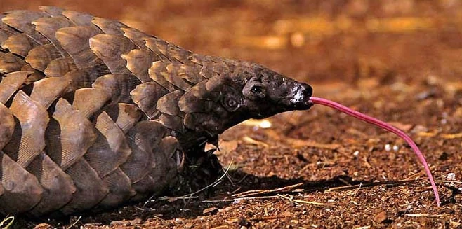 Ground Pangolin | Animals-cool Wiki | Fandom