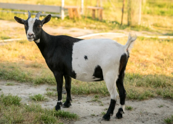 African Pygmy Goat | Animals-in-Films-Television-and-Videogames Wiki ...