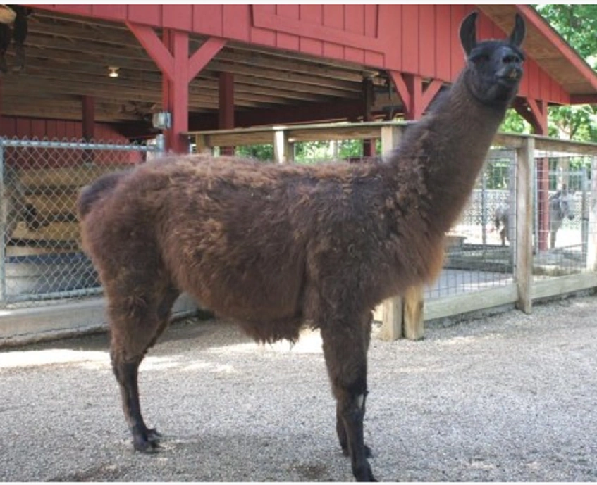 Llama | Animals-in-Films-Television-and-Videogames Wiki | Fandom