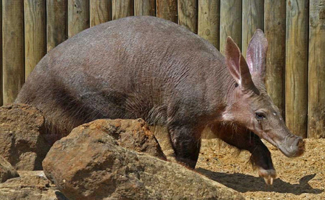 Aardvark | Animals-in-Films-Television-and-Videogames Wiki | Fandom
