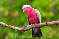 Galahs | Animalswi Wiki | Fandom