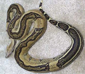 Boa constrictor | Animal World Wiki | Fandom