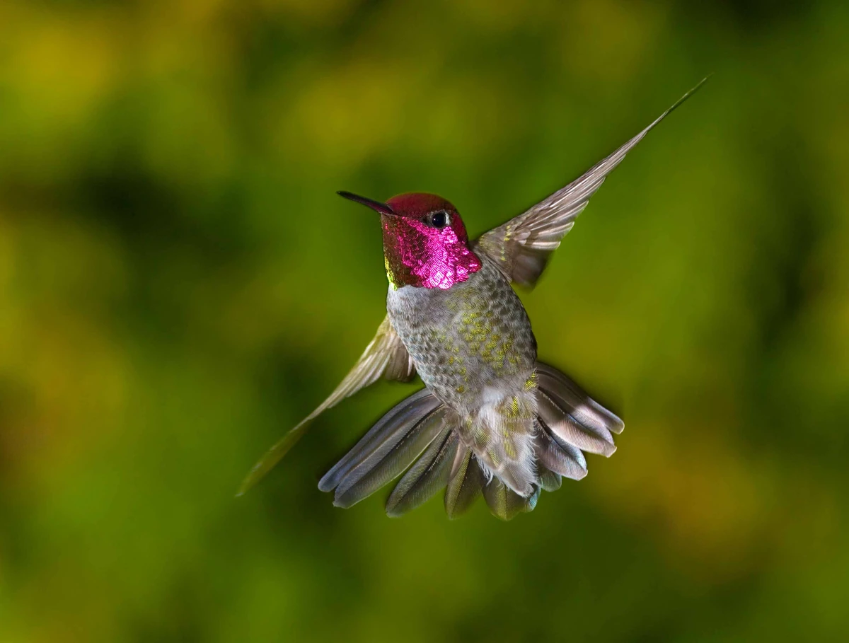 Hummingbird | Animal World Wiki | Fandom