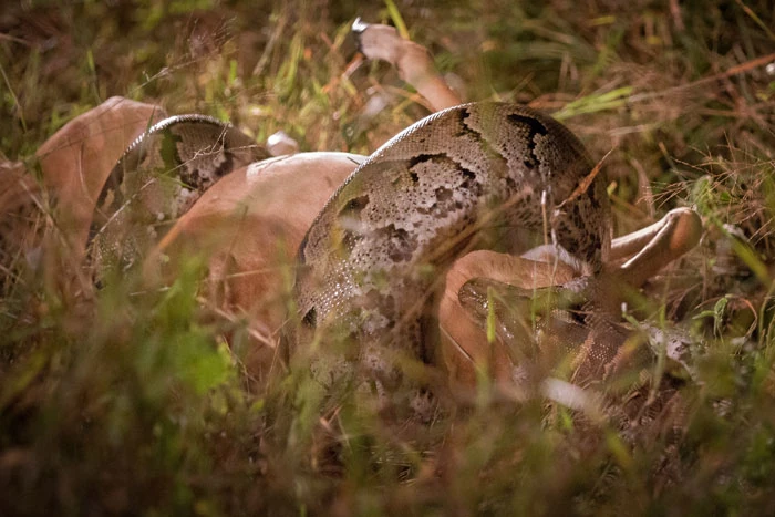 Constriction | Animal World Wiki | Fandom