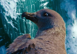 Francesco | Animated Animals Wiki | Fandom