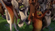 Lemurs (Madagascar) | Animated Animals Wiki | Fandom