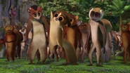 Lemurs (Madagascar) | Animated Animals Wiki | Fandom